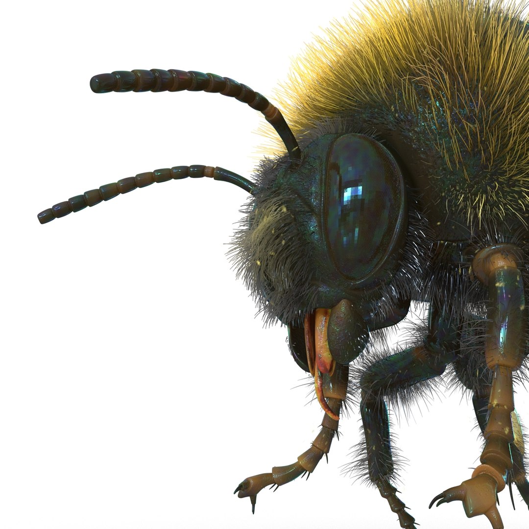 bumblebee bumble bee max