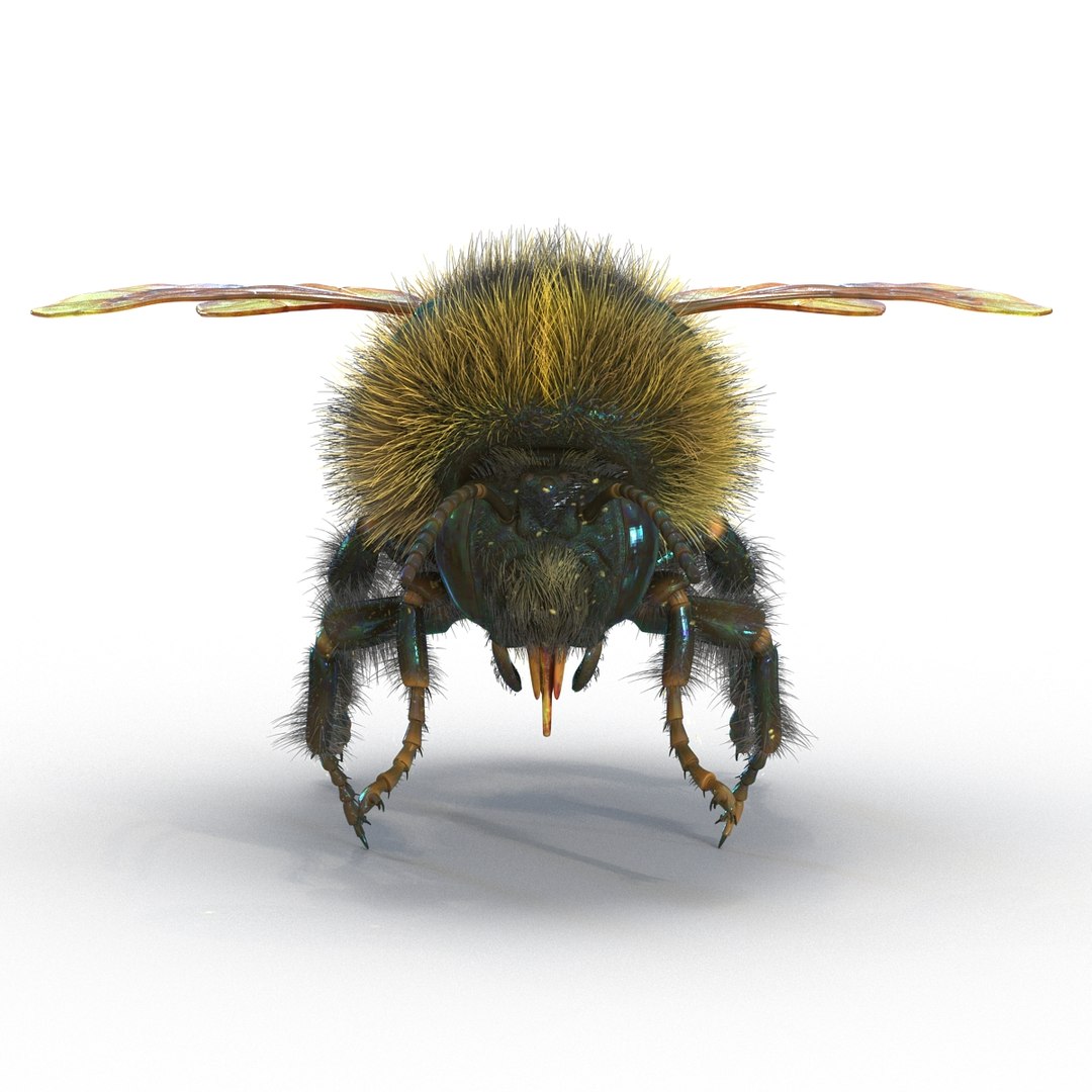 Bumblebee Bumble Bee Max