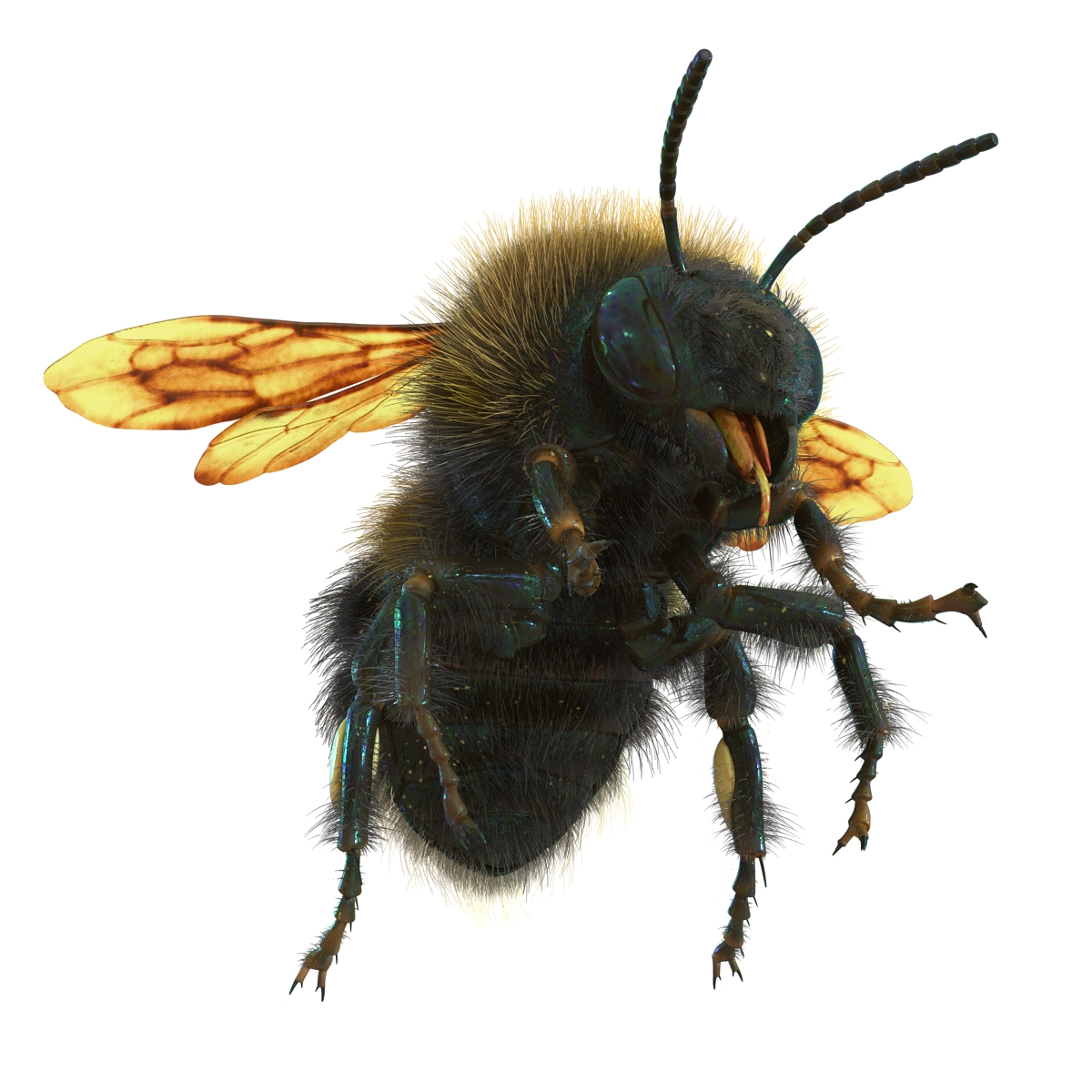bumblebee bumble bee max