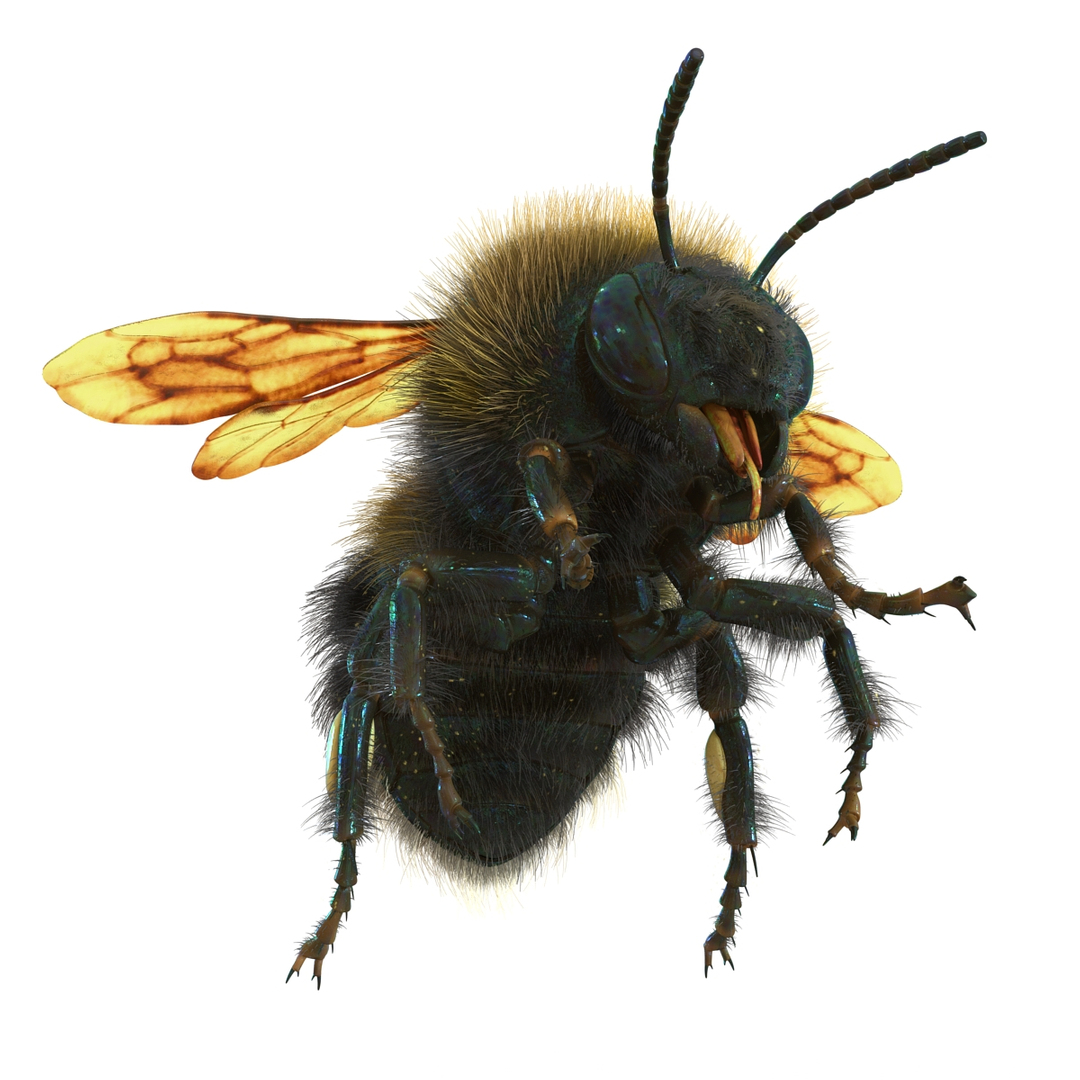 bumblebee bumble bee max