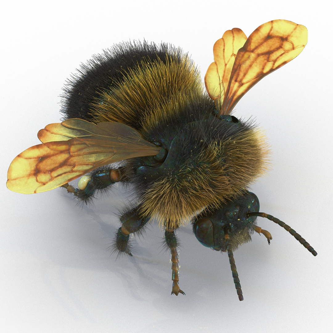 bumblebee bumble bee max