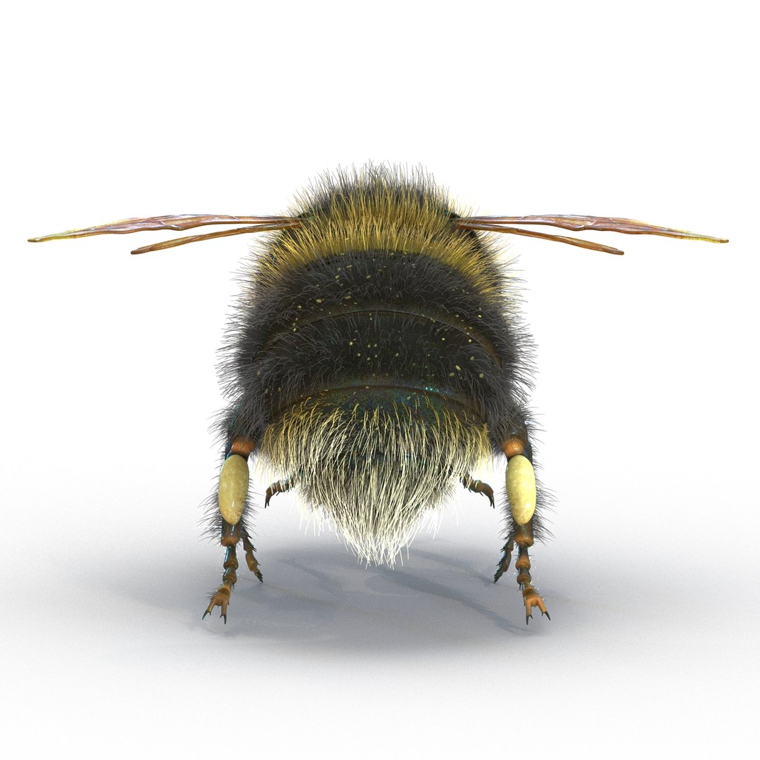 Bumblebee Bumble Bee Max