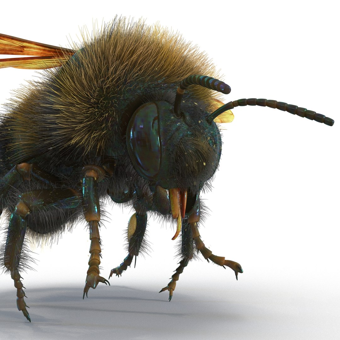 Bumblebee Bumble Bee Max