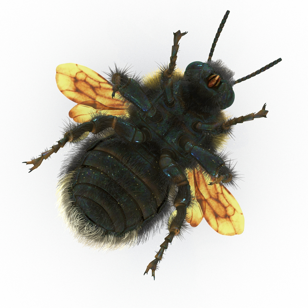 bumblebee bumble bee max