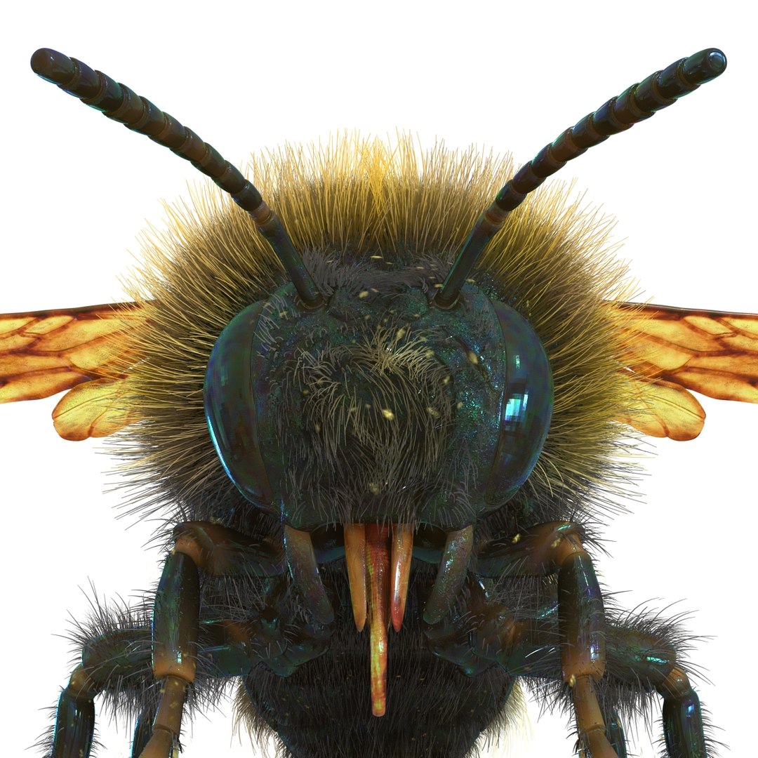 bumblebee bumble bee max