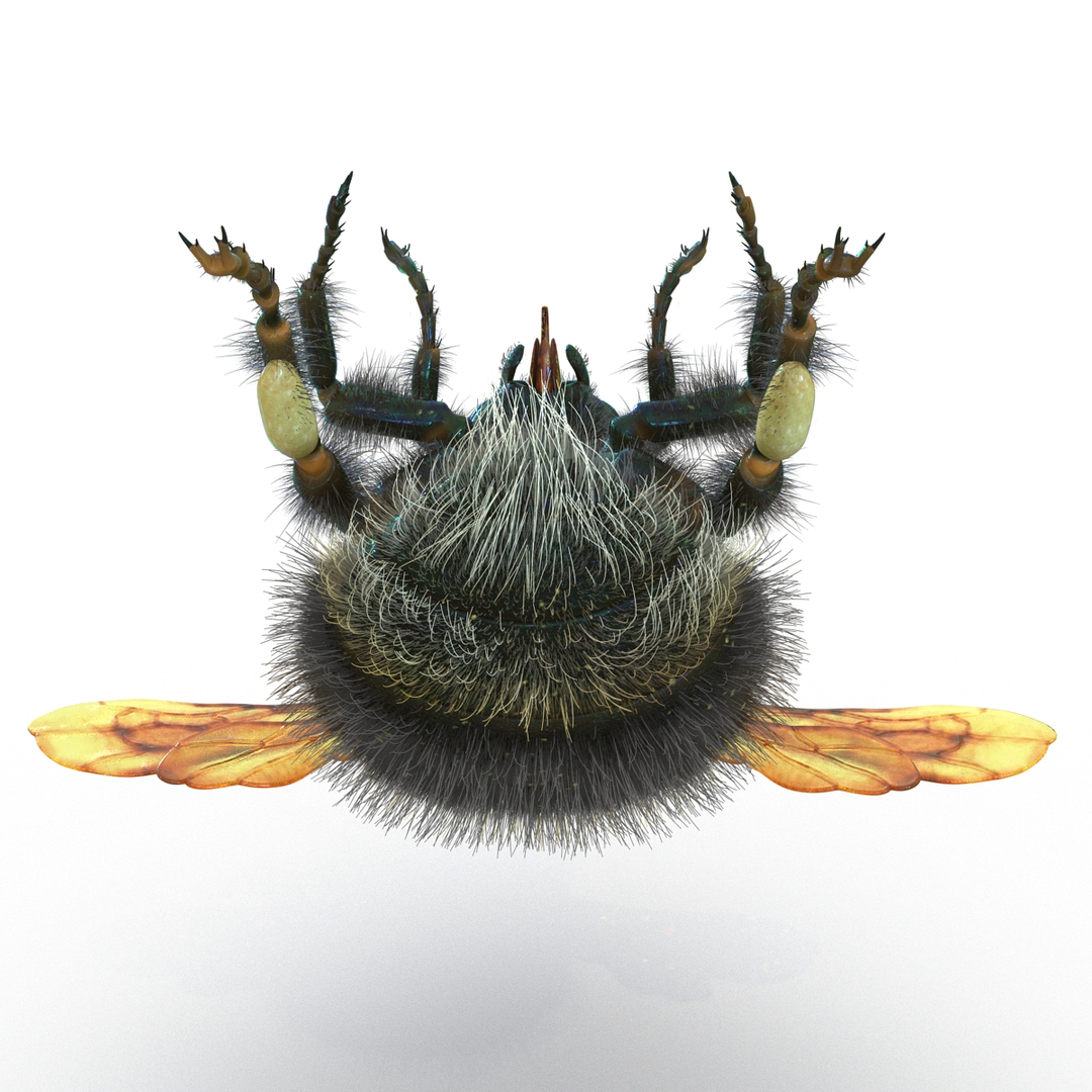 bumblebee bumble bee max