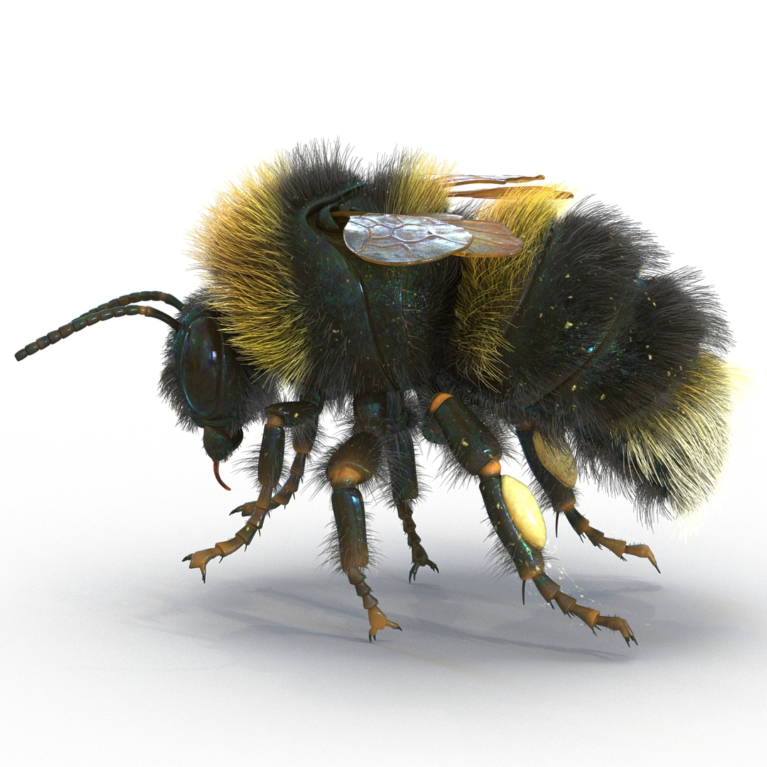 bumblebee bumble bee max