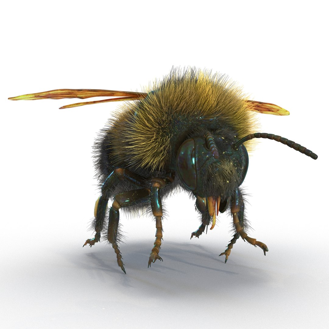 Bumblebee Bumble Bee Max