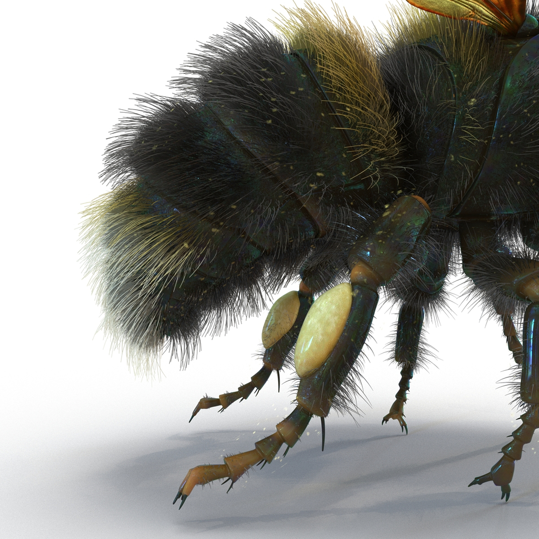 bumblebee bumble bee max