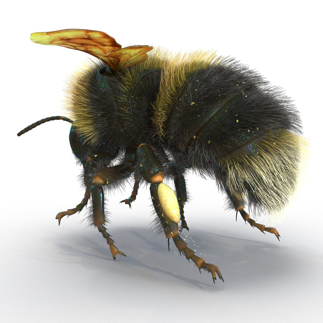 Bumblebee Bumble Bee Max