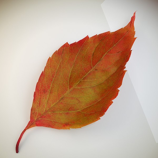 realistic autumn leaf max