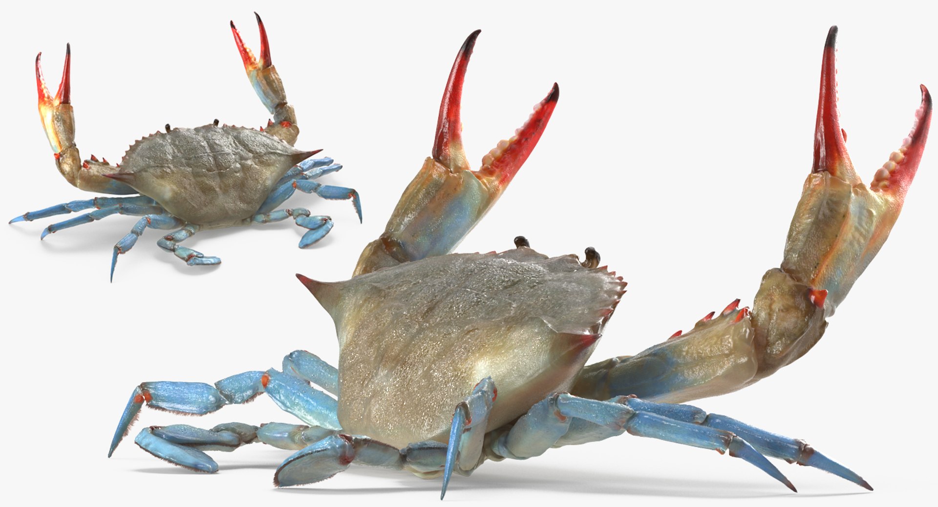 3d Blue Crab Fight Pose Model