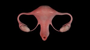 3D Uterus Models | TurboSquid