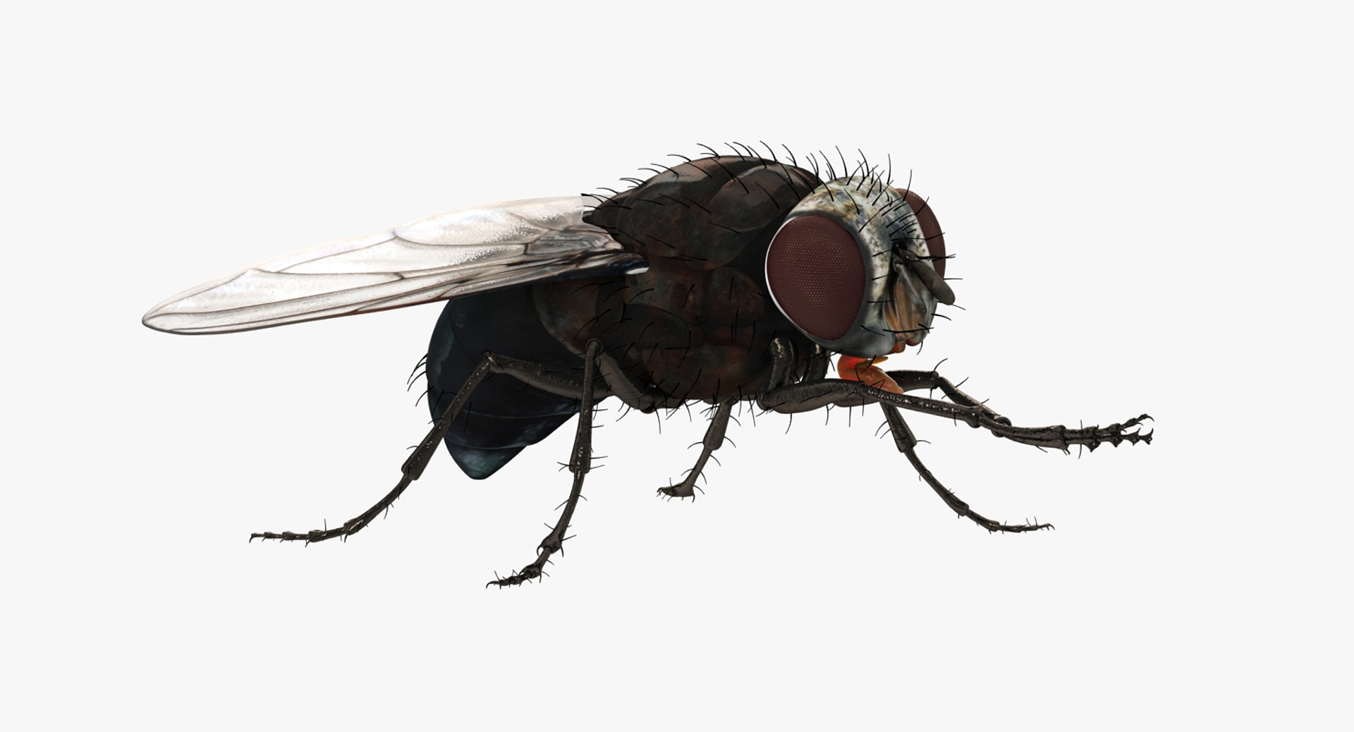 3d Fly