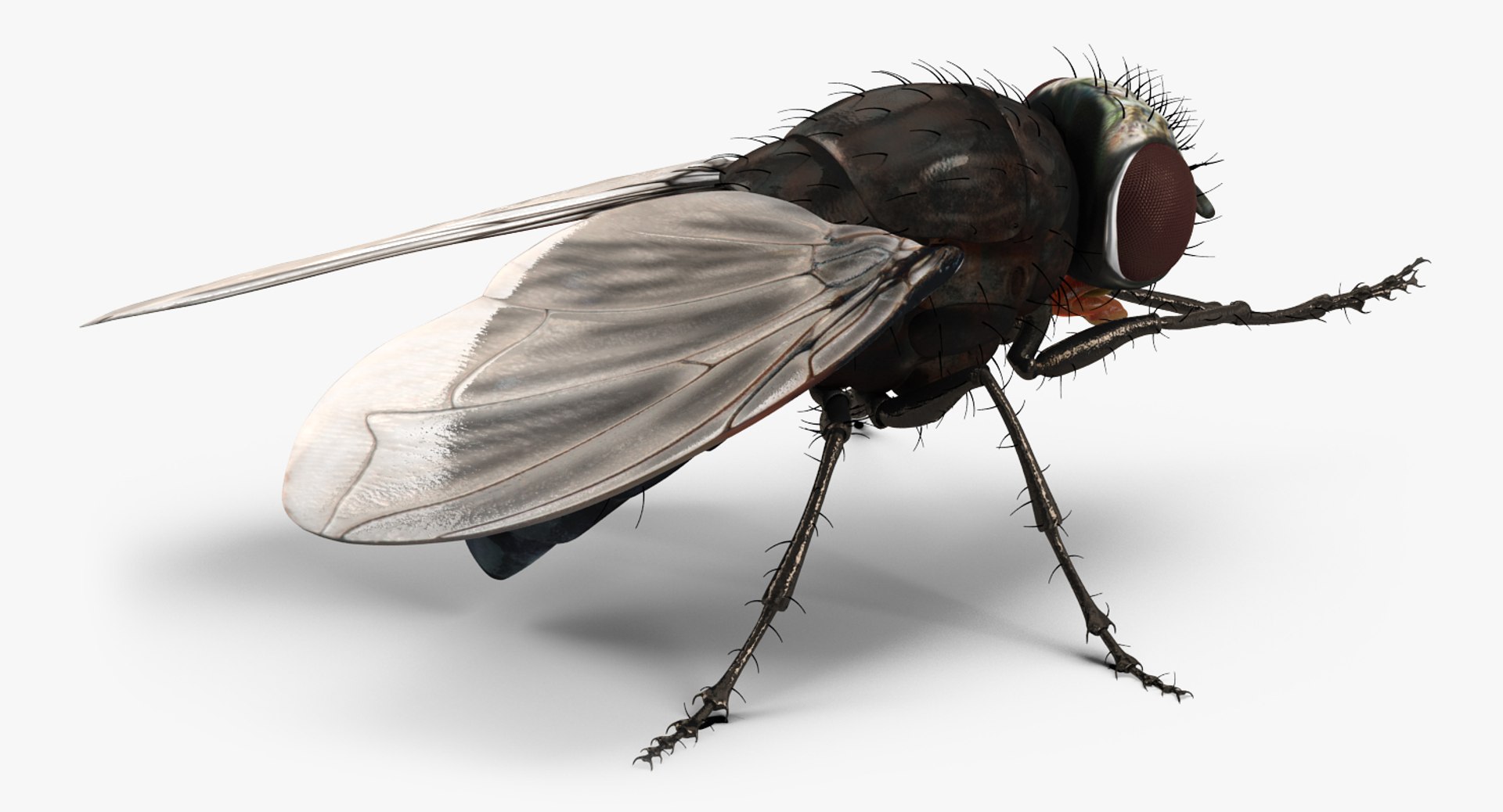 3d Fly