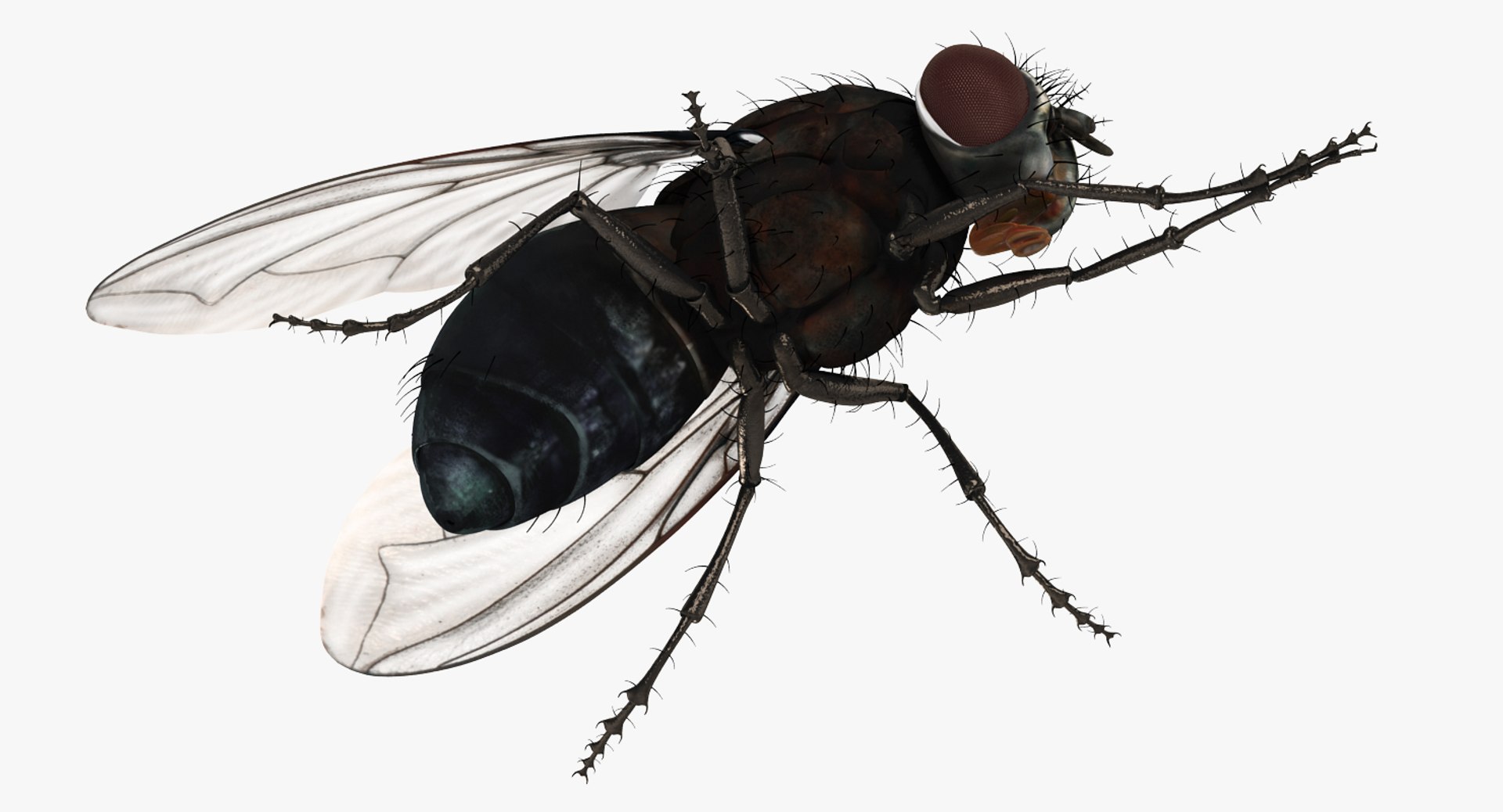 3d Fly