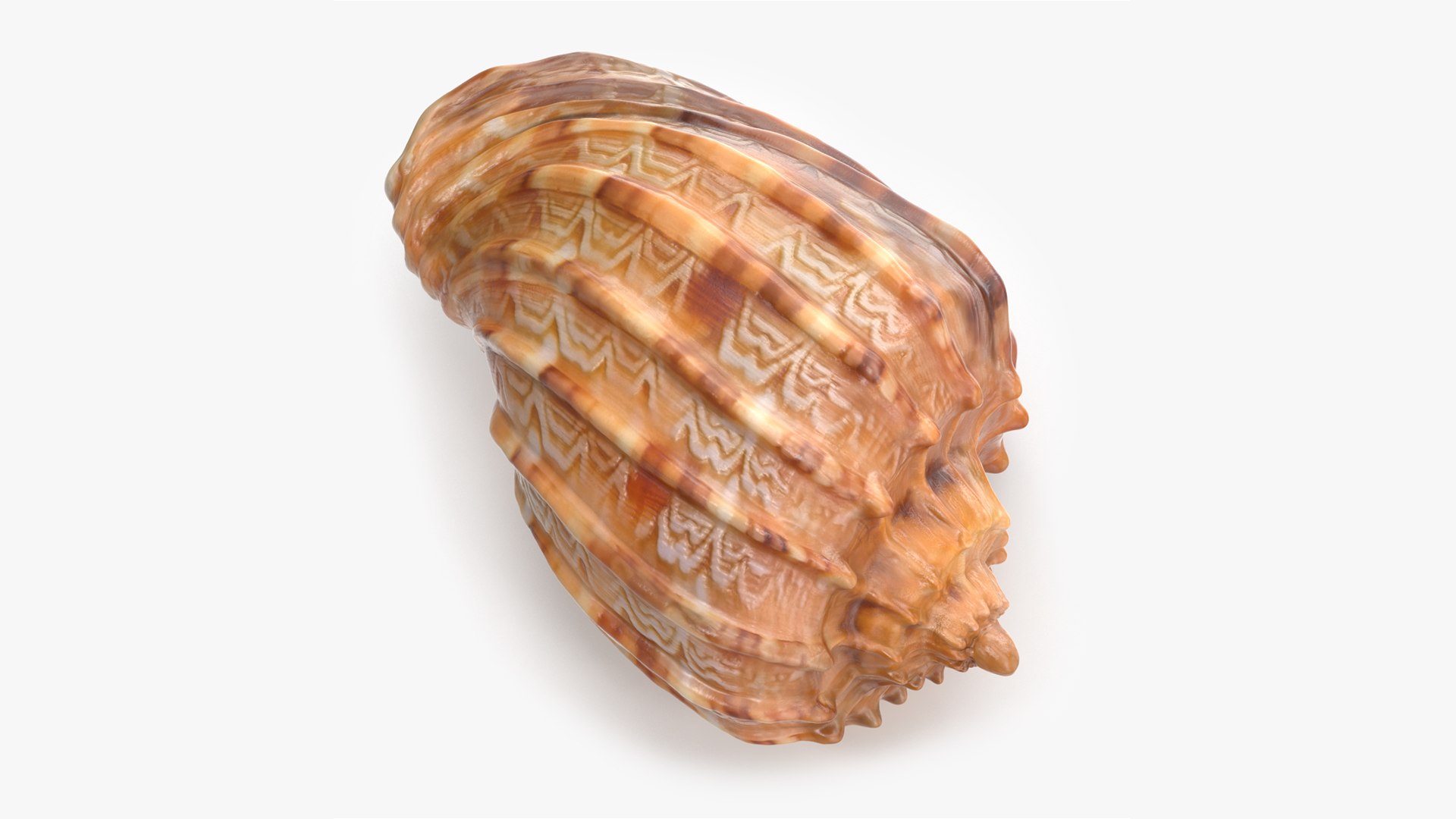 3D Harpa Kajiyama Seashell - TurboSquid 1731971