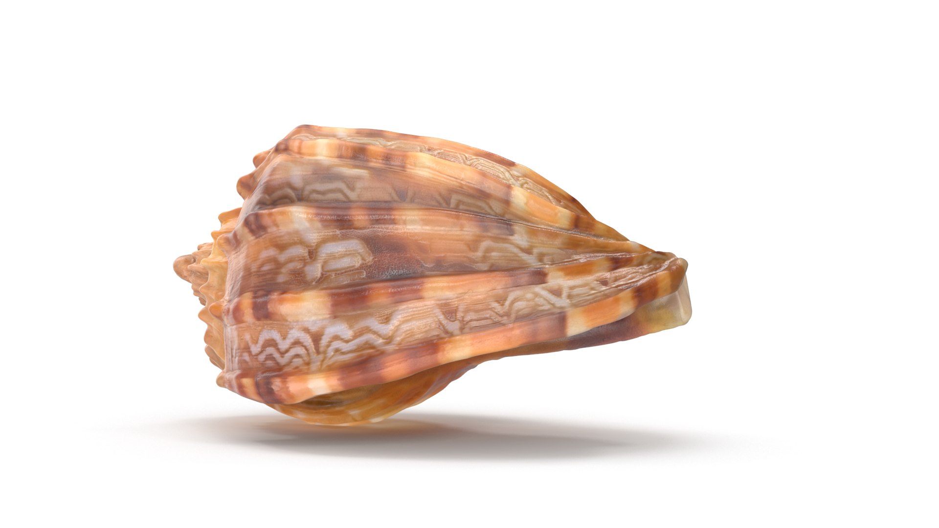 3D Harpa Kajiyama Seashell - TurboSquid 1731971