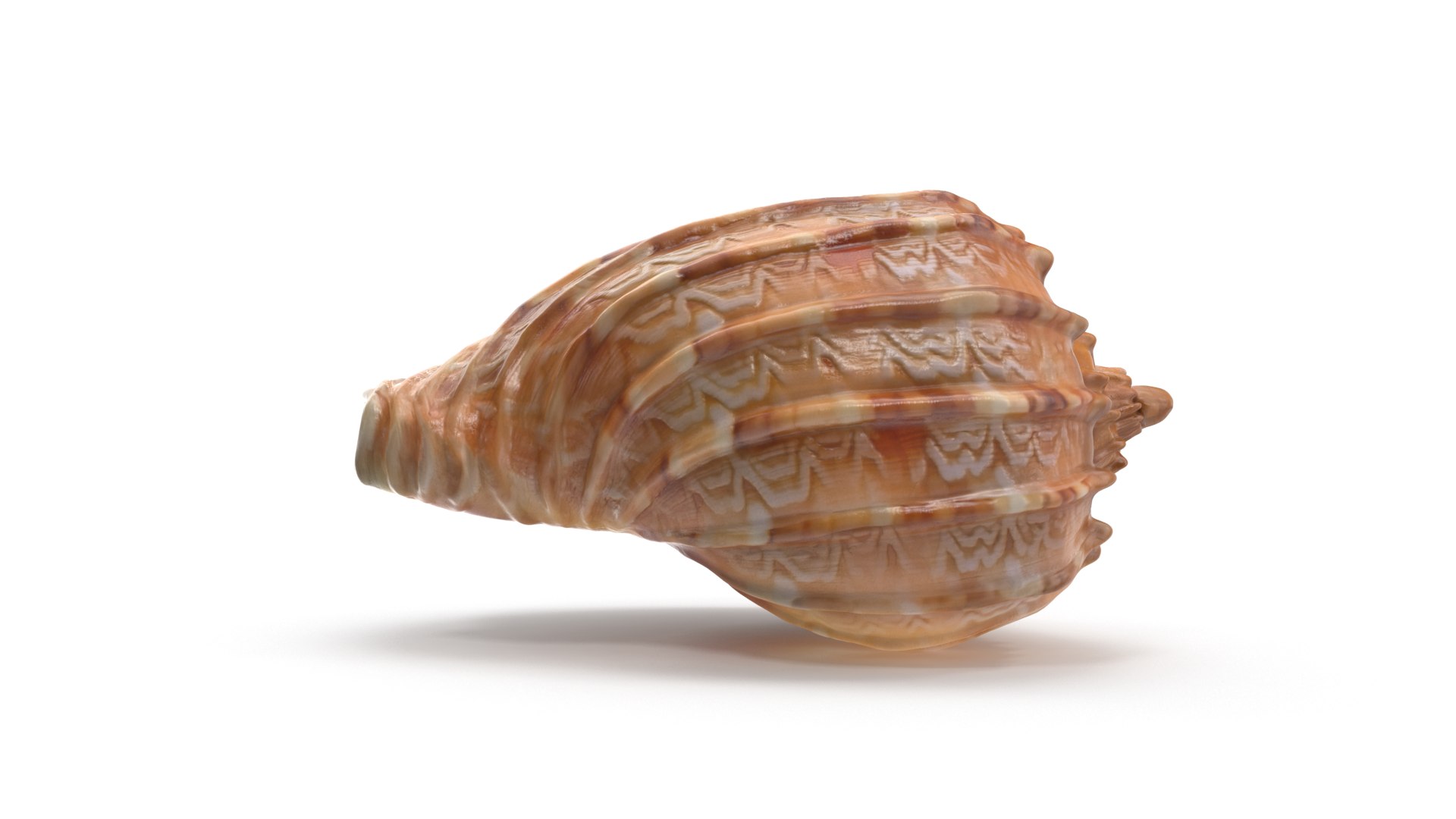 3D Harpa Kajiyama Seashell - TurboSquid 1731971