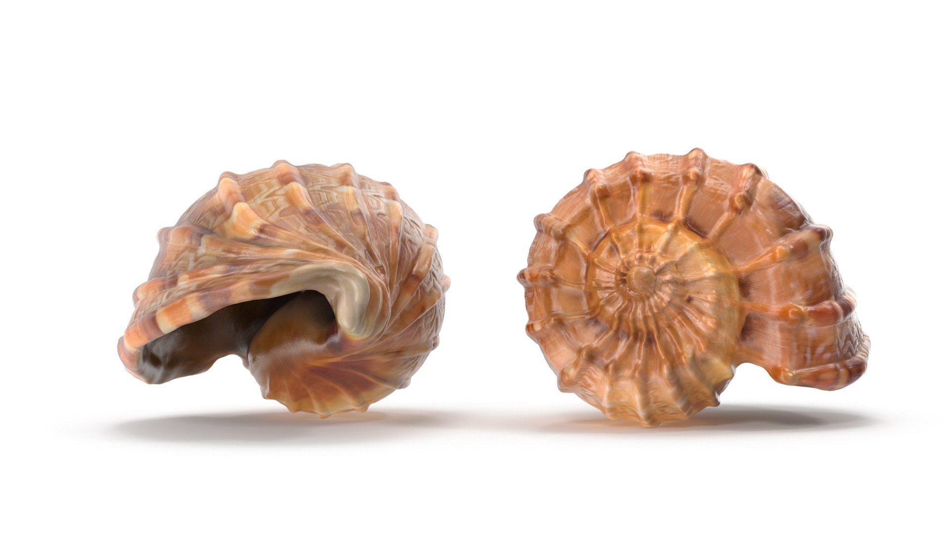 3D Harpa Kajiyama Seashell - TurboSquid 1731971