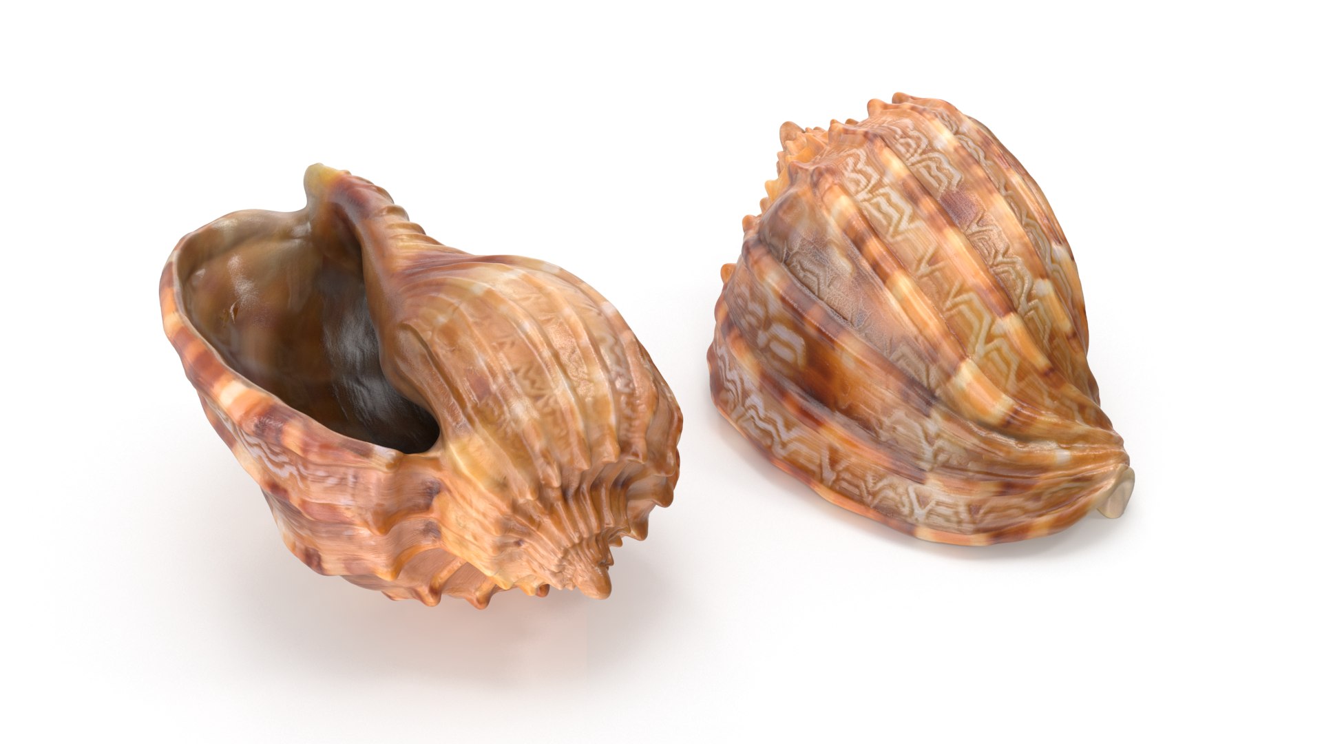 3D Harpa Kajiyama Seashell - TurboSquid 1731971