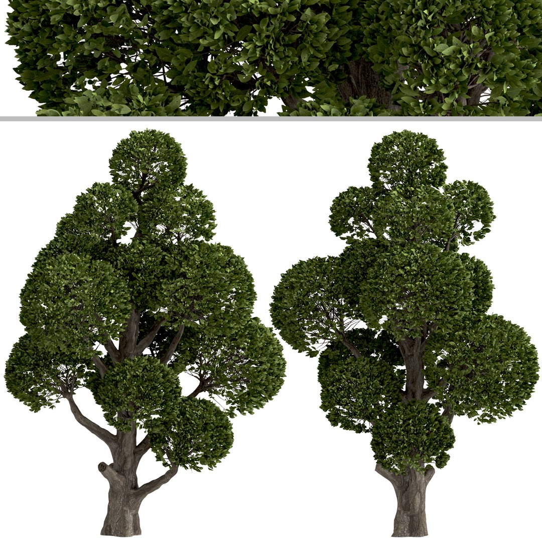 3D Set Of Round Shaped Bonsai Tree - 2 Trees Model - TurboSquid 2000221