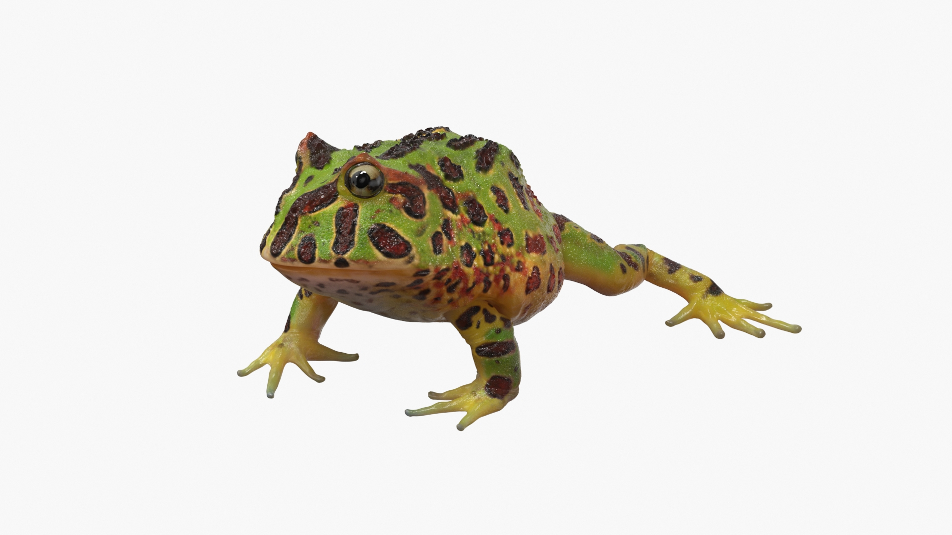 3D Model American Horned Frog - TurboSquid 2307909