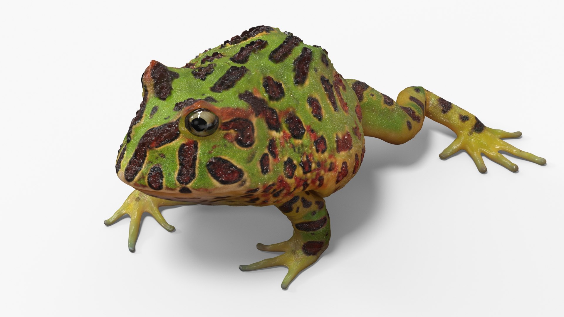 3D Model American Horned Frog - TurboSquid 2307909