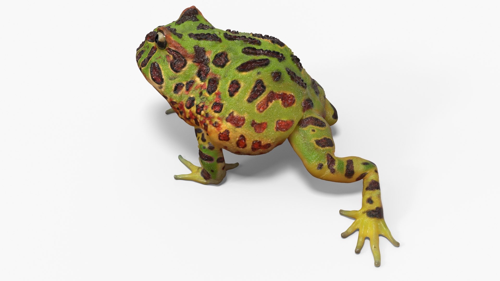 3D Model American Horned Frog - TurboSquid 2307909