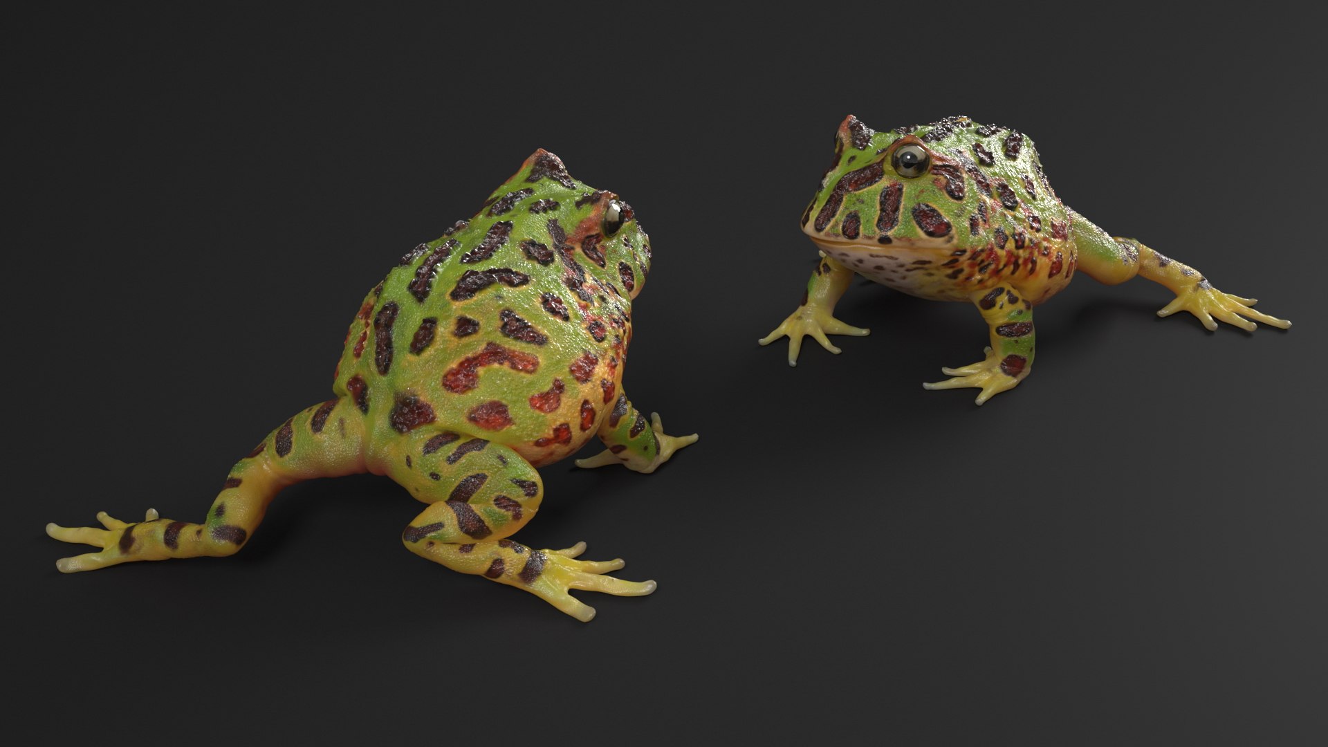 3D Model American Horned Frog - TurboSquid 2307909