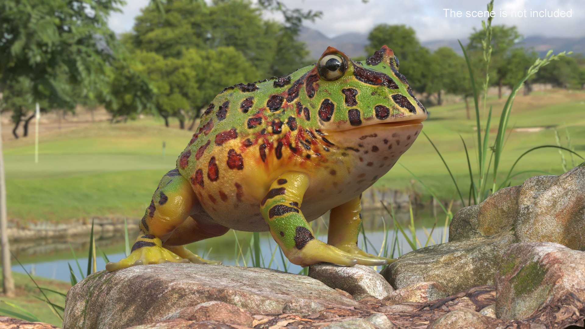3D Model American Horned Frog - TurboSquid 2307909