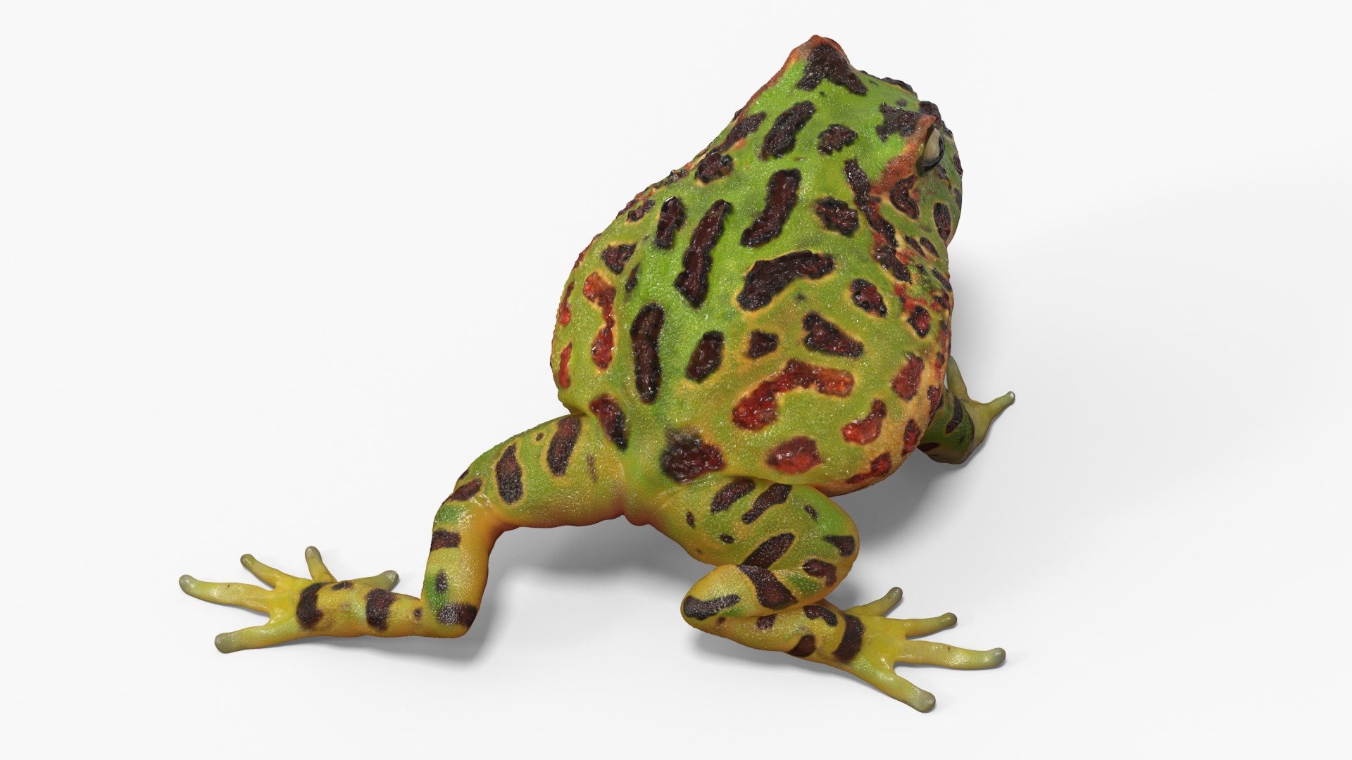 3D Model American Horned Frog - TurboSquid 2307909
