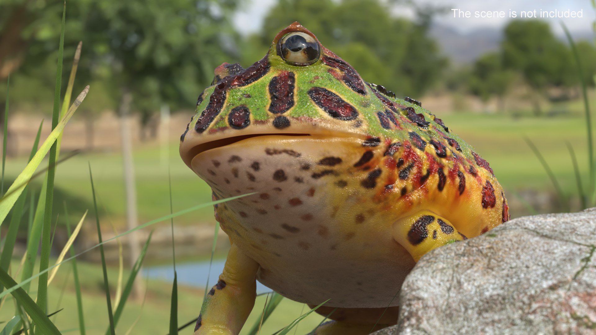 3D Model American Horned Frog - TurboSquid 2307909