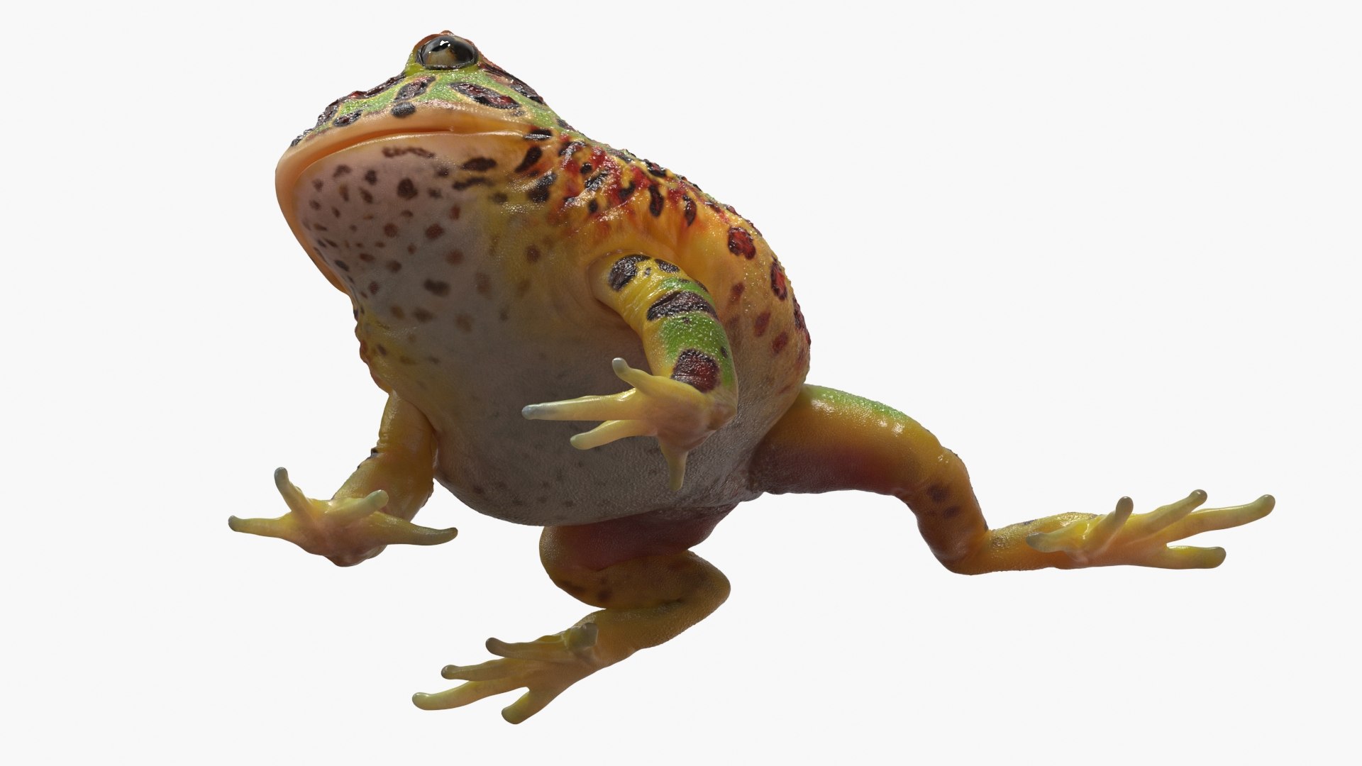 3D Model American Horned Frog - TurboSquid 2307909
