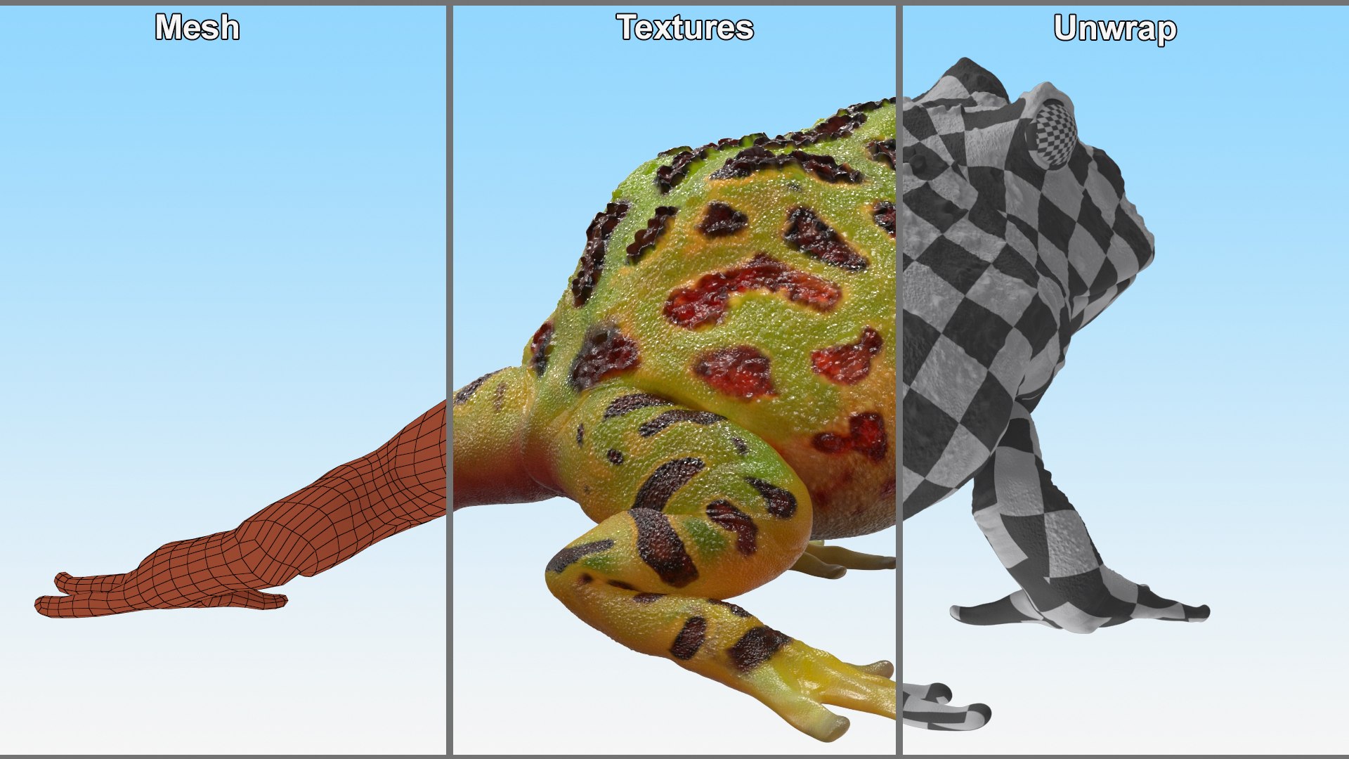 3D Model American Horned Frog - TurboSquid 2307909