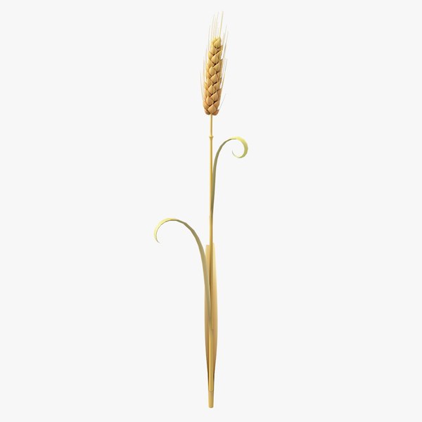 3D Wheat Models | TurboSquid