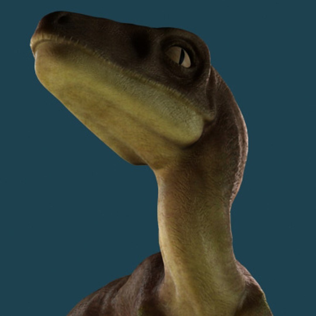 3d Raptor Model