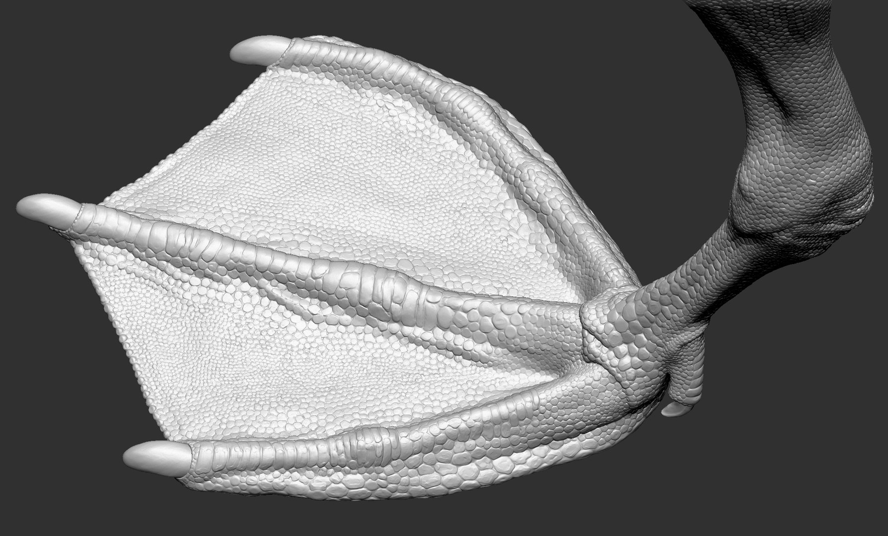 Swan Feet 3d VFX 3D Model - TurboSquid 1844914