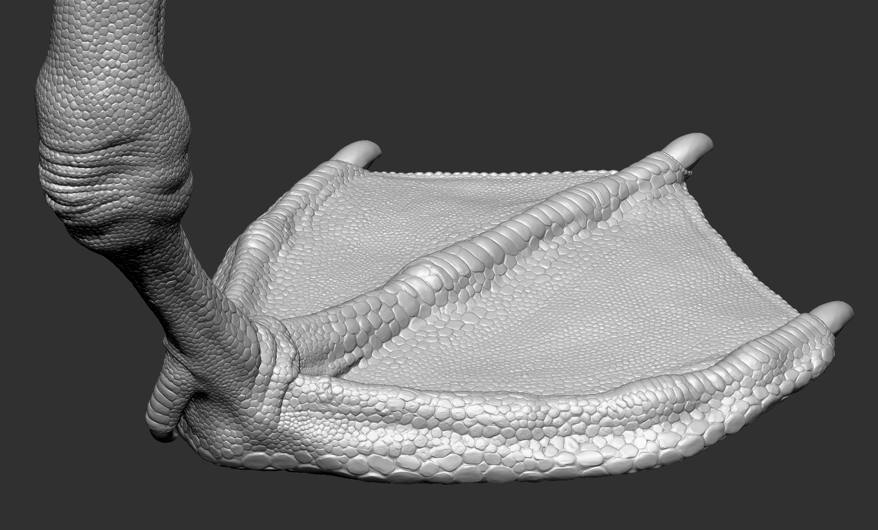 Swan Feet 3d VFX 3D Model - TurboSquid 1844914