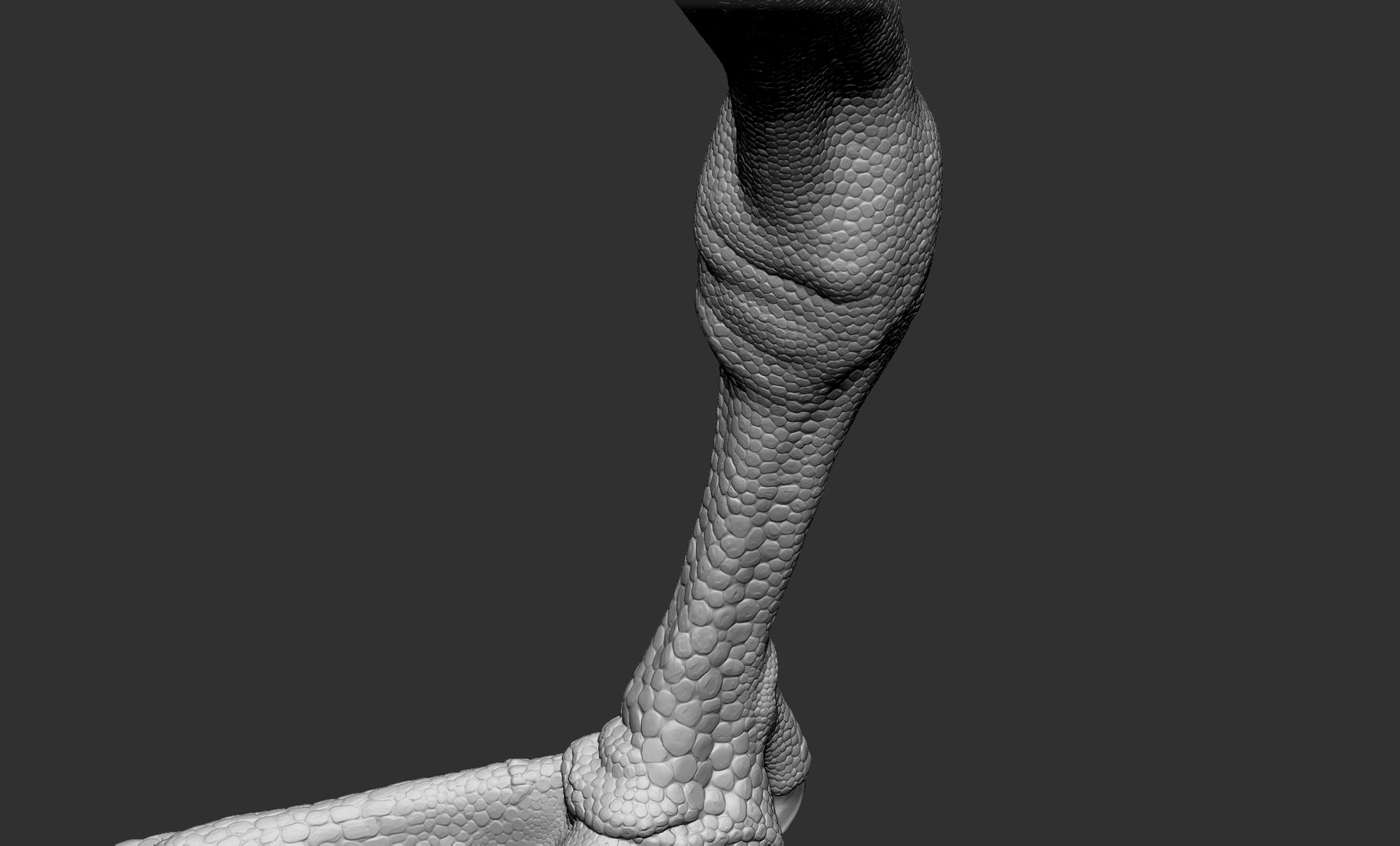Swan Feet 3d VFX 3D Model - TurboSquid 1844914