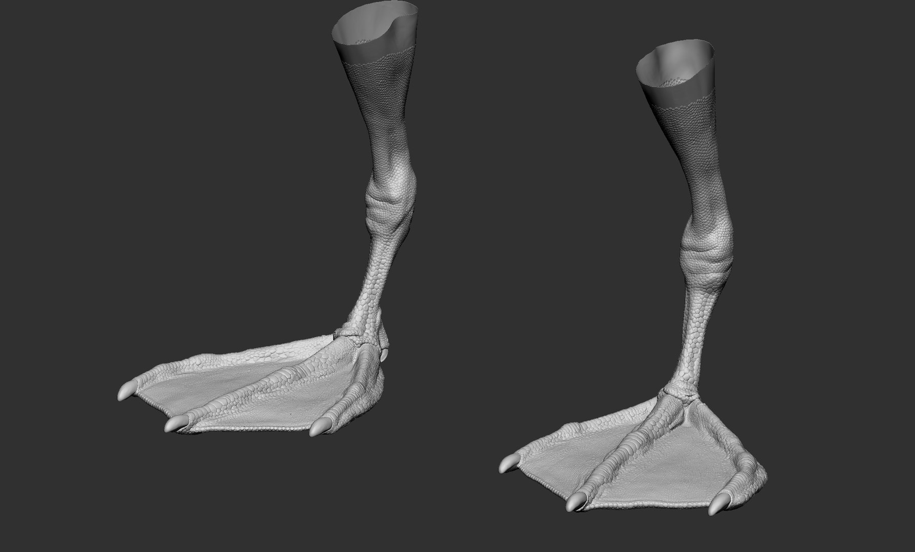 Swan feet 3d VFX 3D model - TurboSquid 1844914