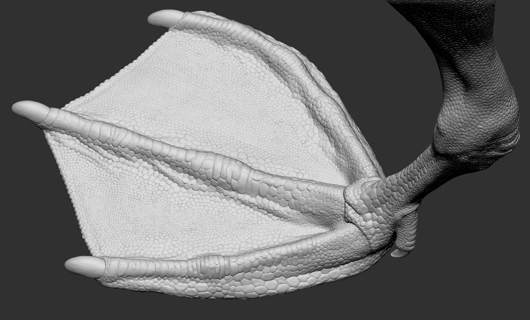 Swan Feet 3d VFX 3D Model - TurboSquid 1844914