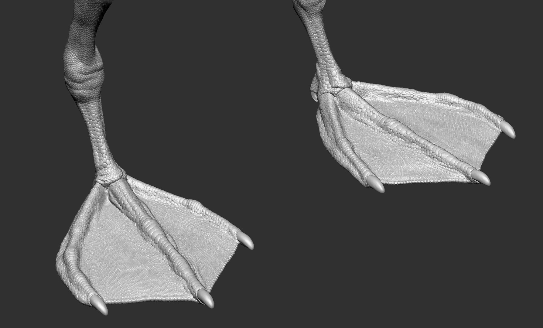 Swan Feet 3d VFX 3D Model - TurboSquid 1844914