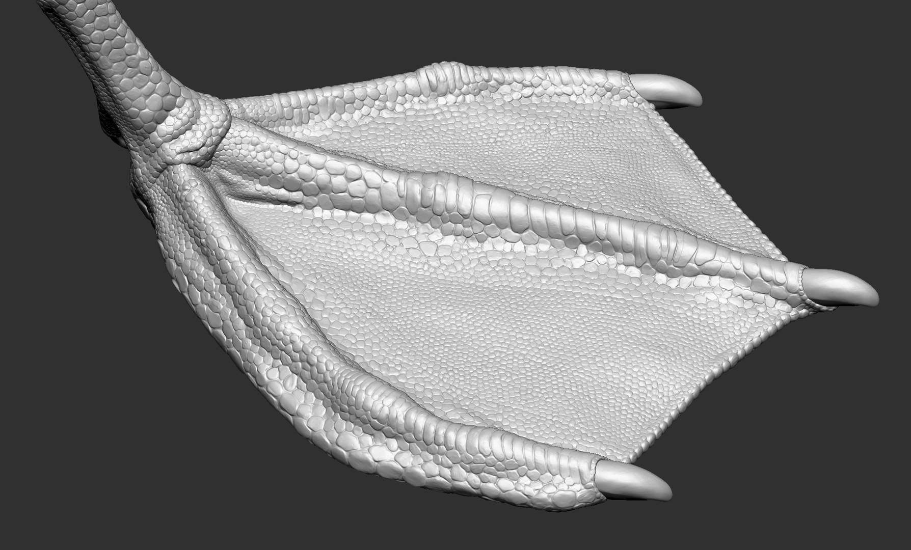 Swan Feet 3d VFX 3D Model - TurboSquid 1844914