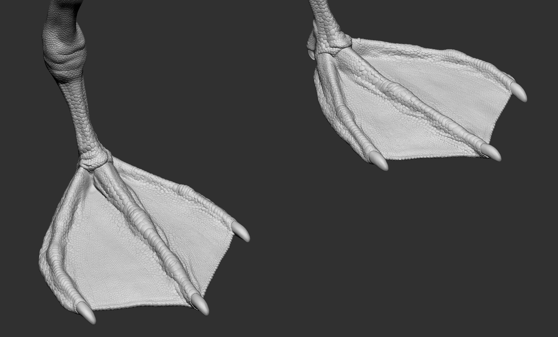 Swan Feet 3d VFX 3D Model - TurboSquid 1844914