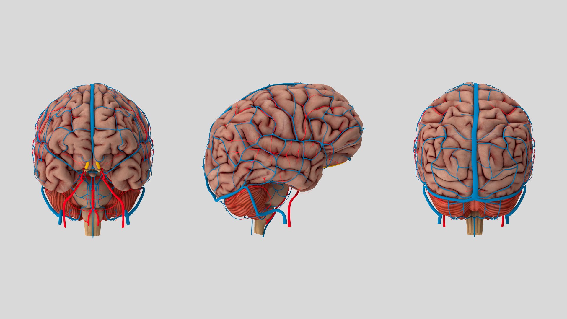 3D Model Human Brain Anatomy - TurboSquid 1437415