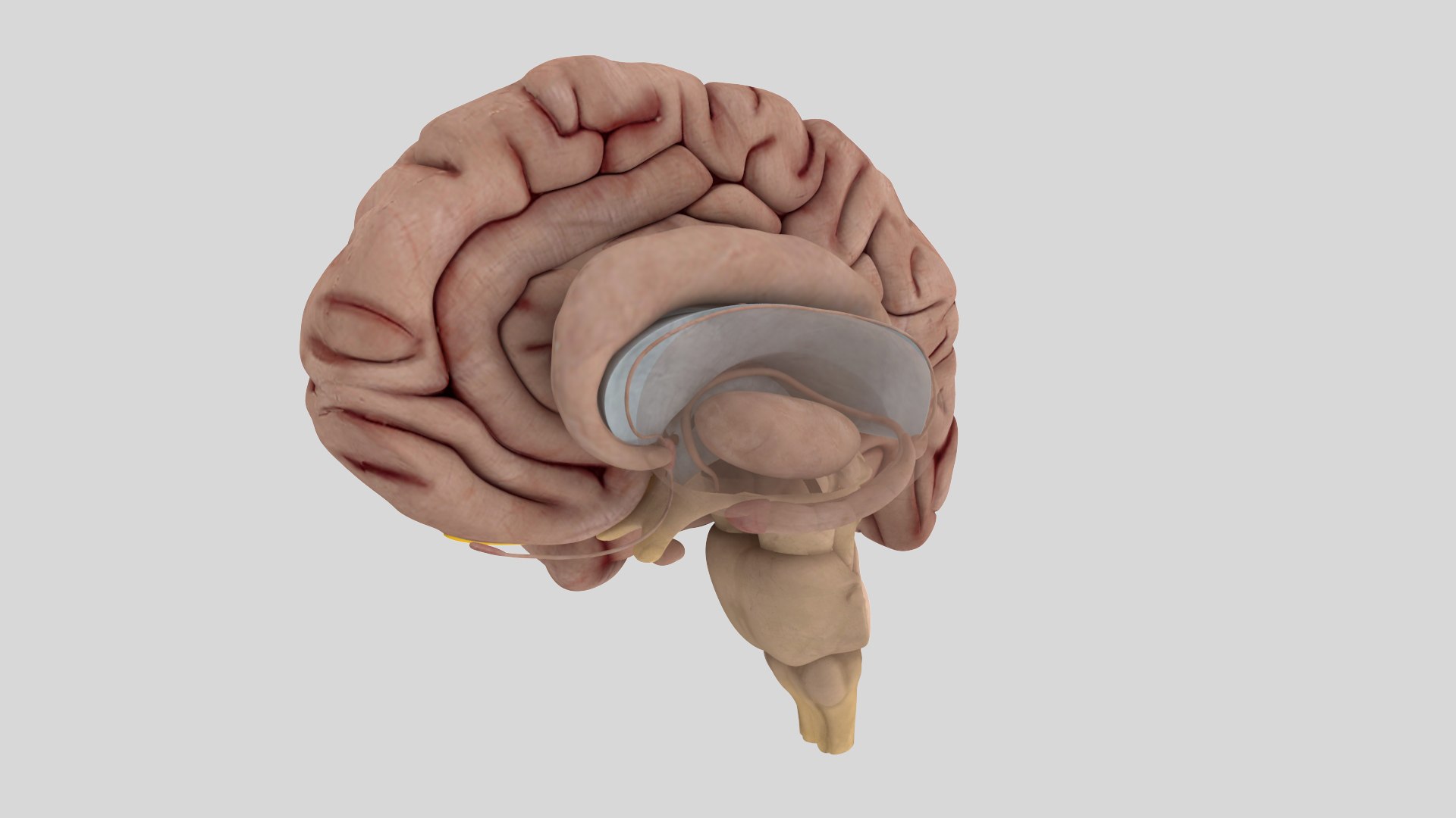 3D Model Human Brain Anatomy - TurboSquid 1437415