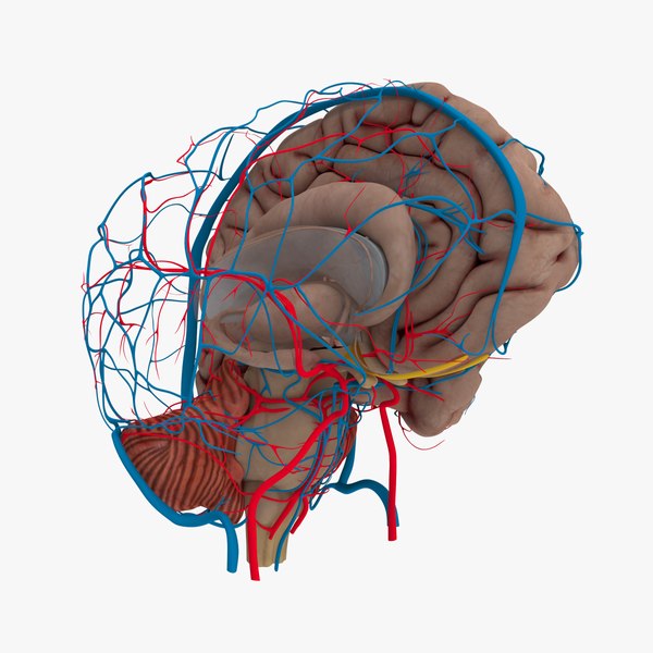 Free 3D Brain Models | TurboSquid
