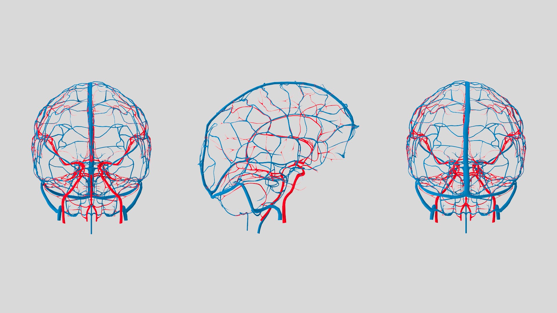 3D Model Human Brain Anatomy - TurboSquid 1437415