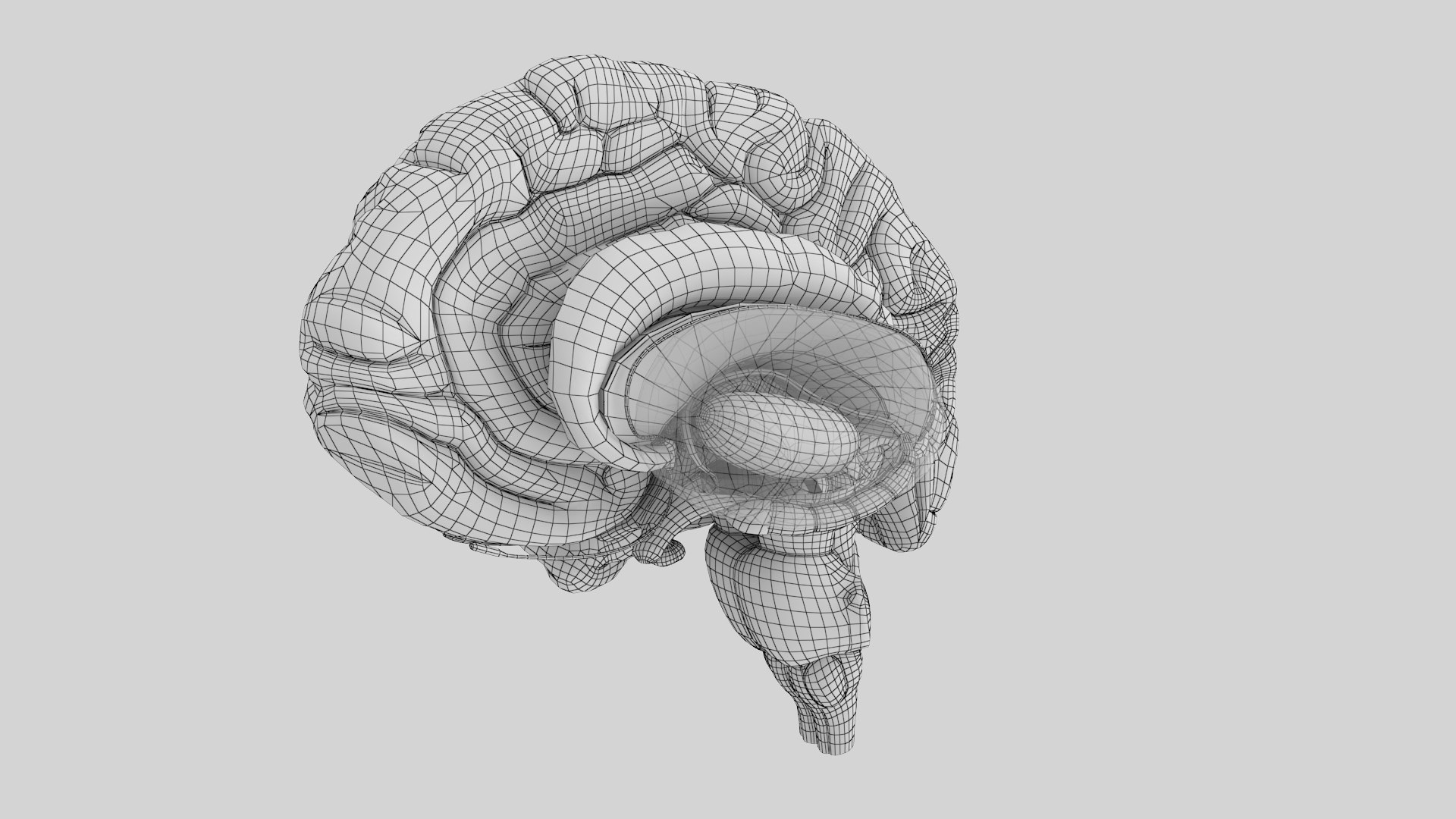 3D Model Human Brain Anatomy - TurboSquid 1437415
